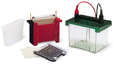 Mini-PROTEAN Tetra Electrophoresis System